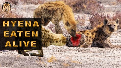 Unbelievable Hyena Eaten Alive Prey Youtube