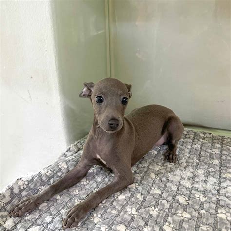 이탈리안그레이하운드레이 강아지책임무료분양 컴투펫위탁보호센터 강아지무료분양 고양이무료분양 강아지파양 고양이파양