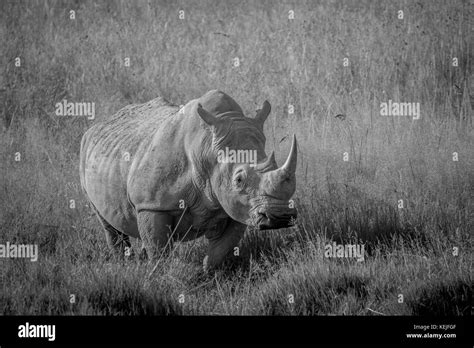 White Rhino Bull Standing In Black And White In The Grass In South