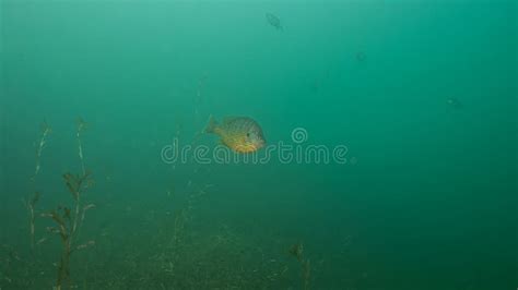 Pumpkinseed Bluegill Lepomis Gibbosus Hovering In Freshwater Habitat