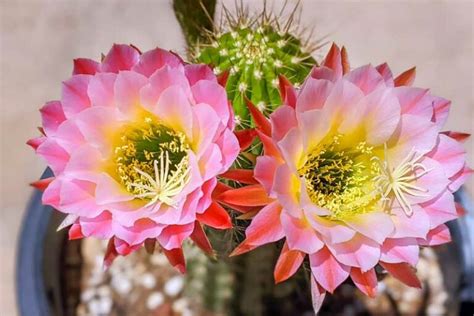 Flowering Cactus Discover 35 Stunning Varieties