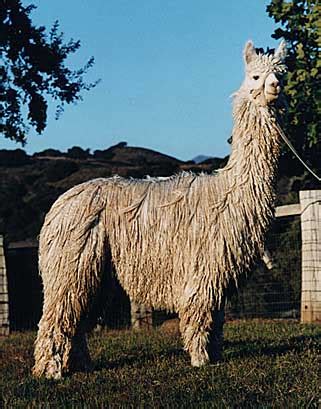 Alpaca Facts Alpacas By The Sea