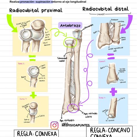 Huesos De La Anatomía Del Codo Cómo Se Llaman Las Partes Delantera Y