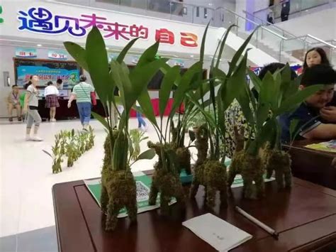 鹿晗草来了三区融通助力云南学生浦东创业 澎湃号政务 澎湃新闻 The Paper