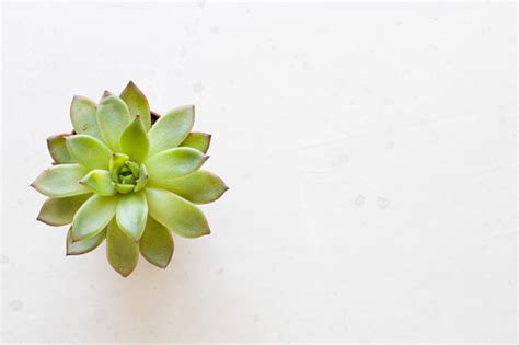 신성한 꽃의 형태로 녹색 육즙 미니어처 즙이 많은 클로즈업 흰색 밝은 회색 현대 콘크리트 배경에 서있다 텍스트의 공간을 복사합니다 플랫 레이 상단 보기 0명에 대한 스톡