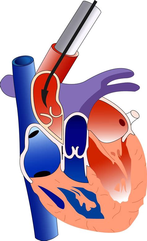 Isolated Heart Perfusion System Mappinglab Isolated Heart Perfusion System Mappinglab