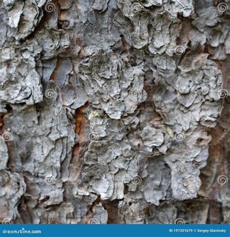Grey Bark Of The Tree Tree In Autumn Stock Image Image Of Aging Closeup