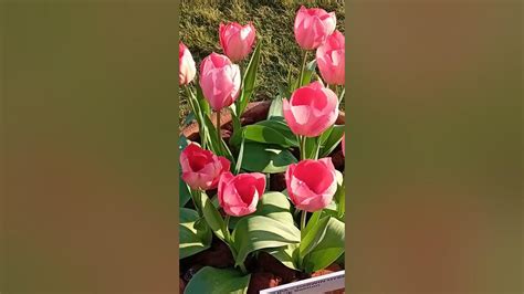 Тюльпаны Youtube
