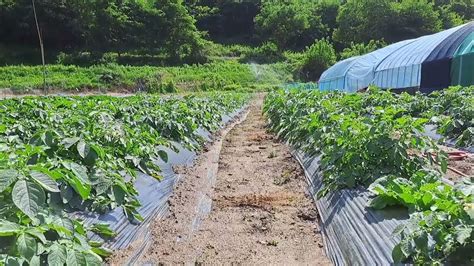 5월 23일 감자 굵게 만들기 Youtube