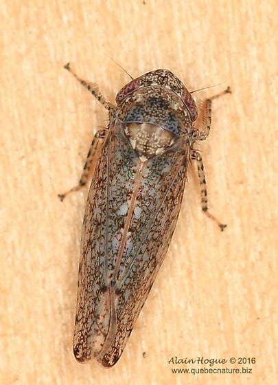 Paraphlepsius Paraphlepsius Irroratus Bugguide Net