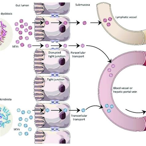 In Healthy Conditions Luminal Epithelium Is Intact And Fewer Bevs Can