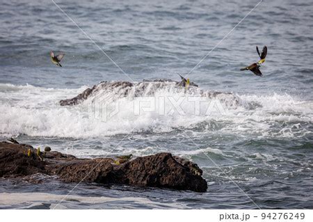 海水を飲みに来るアオバトの群れ大磯町照ヶ崎海岸の写真素材 94276249 PIXTA