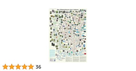 Phylogenetischer Baum Des Lebens Poster Evolution And Classification Of