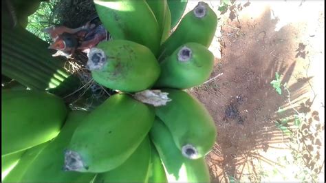 කොන්ඩ කුරුල්ලා Youtube