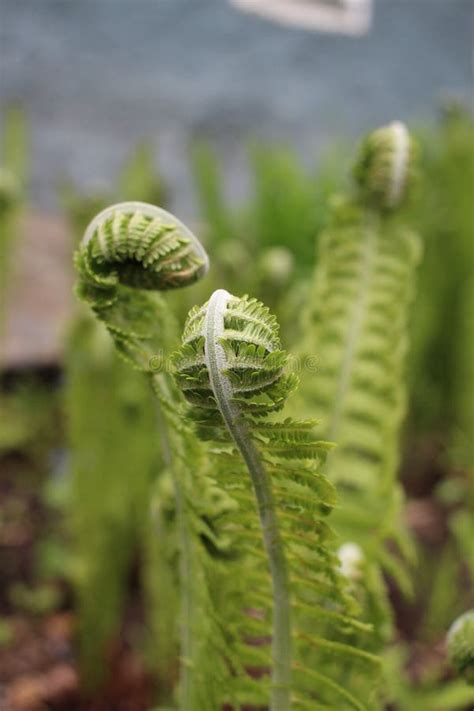 Twisted Leaves Of Babe Fresh Fern Stock Image Image Of Bush Forest