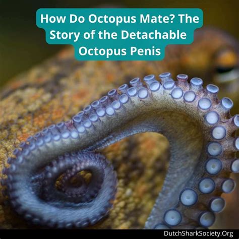 How Do Octopus Mate The Story Of The Detachable Octopus Penis Dutch