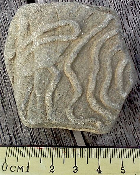 Trace Fossil Fossil Id The Fossil Forum