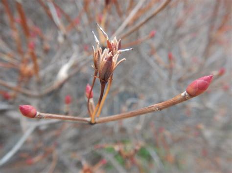 ドウダンツツジ灯台躑躅の冬芽と果実