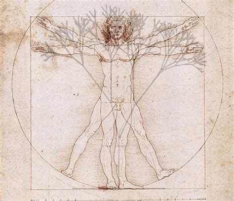 Uncovering Da Vincis Rule Of The Trees
