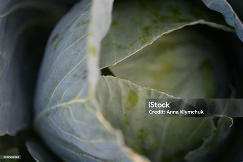 녹색 흰색 양배추 양배추 클로즈업 양배추 잎 정원의 양배추 들판의 양배추 0명에 대한 스톡 사진 및 기타 이미지 0명 가을 단풍 건강한 식생활 Istock