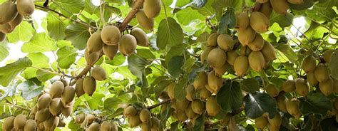 Kiwi bienfaits et vertus sur la beauté et la santé Clarins