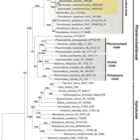 maximum likelihood ml tree of phanerochaetaceae based on concatenated