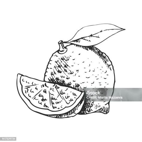 손으로 그린 벡터 레몬 스케치 하나의 잎을 가진 꽃 식물 레몬 슬라이스와 레몬 이트라스트러스 레몬 라임 벡터 일러스트레이션 포스터 메뉴 또는 라벨에 좋습니다 감귤류 과일에