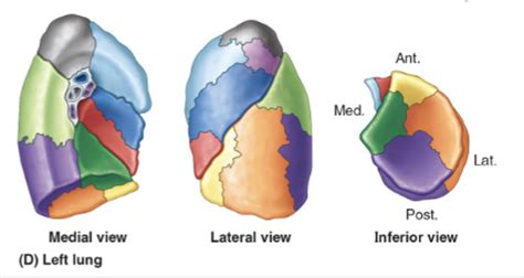 Exam 3 Bronchopulmonary Segments Of The Left Lung Diagram Diagram Quizlet