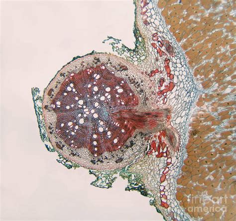 Soybean Posters By Science Source Prints