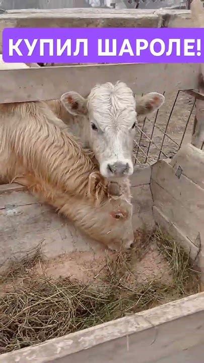 КУПИЛ БЫКОВ ШАРОЛЕ и ОБРАК 🐂 Youtube