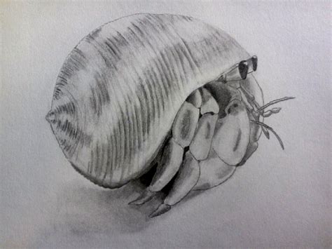 Hermit Crab Shell Drawing
