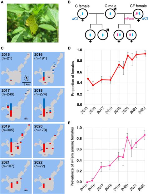 Rapid Spread Of A Vertically Transmitted Symbiont Induces Drastic Shifts In Butterfly Sex Ratio