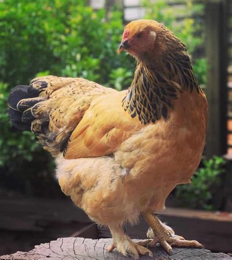 Top 11 Yellow Chicken Breeds With Pictures