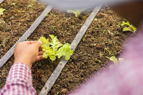 농업은 생산 성장을 제어하는 관심 제기 야채 플롯에서 토양 품질과 녹색 오크 야채를 검사합니다 노동자 농장 재배 수경 검사 보기에 대한 스톡 사진 및 기타 이미지 Istock