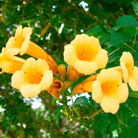 فروش پیچ اناری