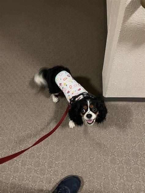行ってみたけど ワンコのいる日常