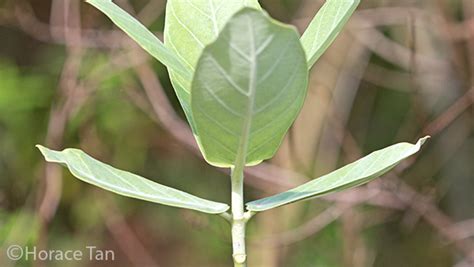 Calotropis Leaves
