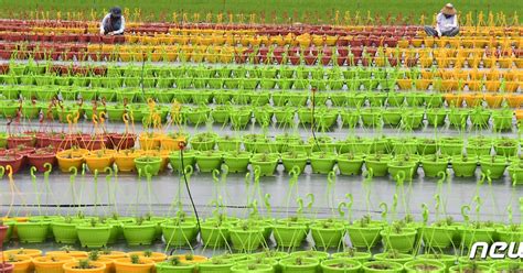 국화 공중걸이 화분 작업중