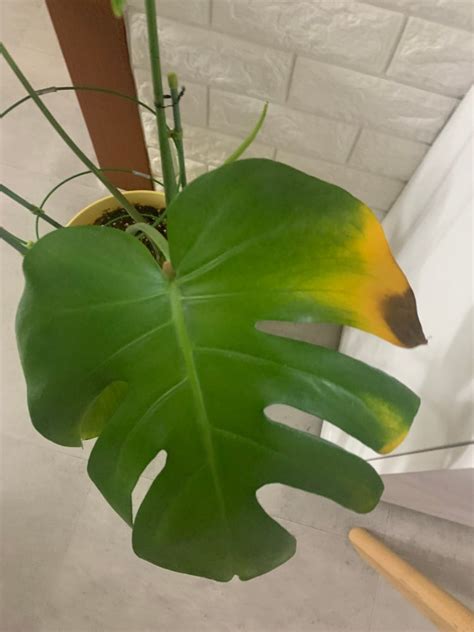 몬스테라 잎이 왜이러는걸까요 지식in