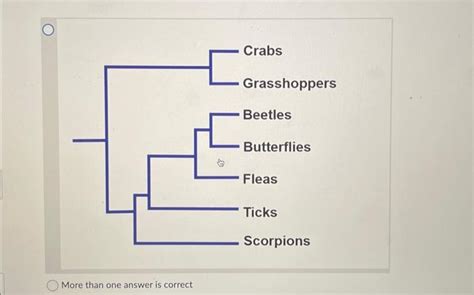 Solved Use The Phylogeny Below To Answer The Questions In