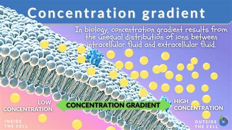 Concentration Gradient Key Examples Explained