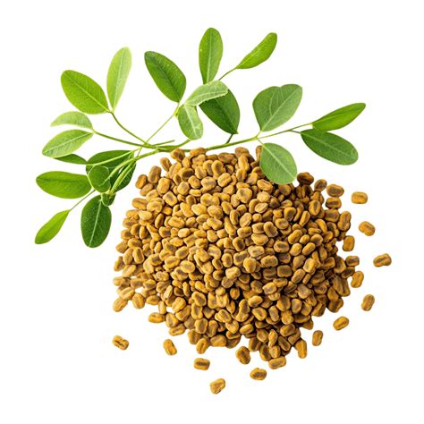 Fenugreek Icon On White Background Ar 32 V 52 Job Id Fenugreek Icon