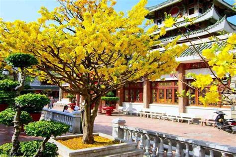 Kỹ Thuật Trồng Và Chăm Sóc Mai Ra Nhiều Hoa đúng Dịp Tết Tbdn