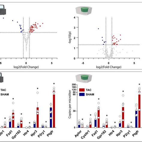 Prostaglandin F2α Receptor Expression Profile In Murine Hearts A B Download Scientific