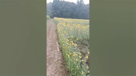 Funny Inspiredbykhansir Motivation Comedy Coderlifestyle Youtube