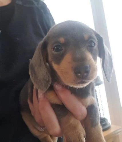 Stunning Standard Dachshund Puppies Ready