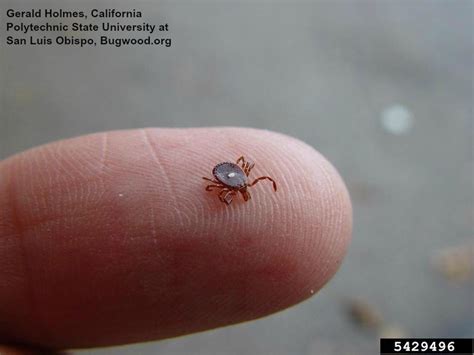 Lone Star Ticks Bites And Removal Information Guide