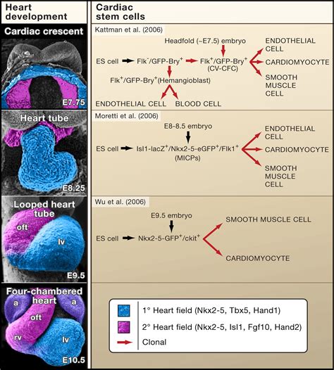 A Common Progenitor At The Heart Of Development Cell