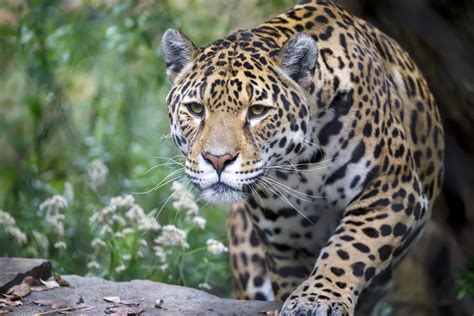 Jaguar 2026 Incredible Facts Habitat Diet And More