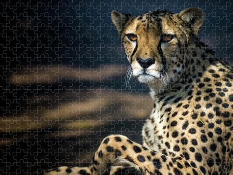 Cheetah Laying Under Tree Jigsaw Puzzle By Cedric Favero